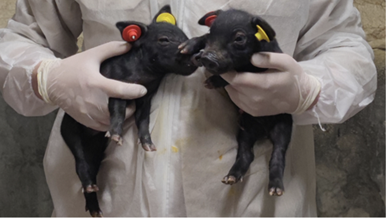 10-5 Somatic cell mixed cloning gave rise to pigs of different genders ...