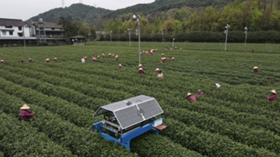 AI tea-picking robot begins operation in Hangzhou tea plantation ...